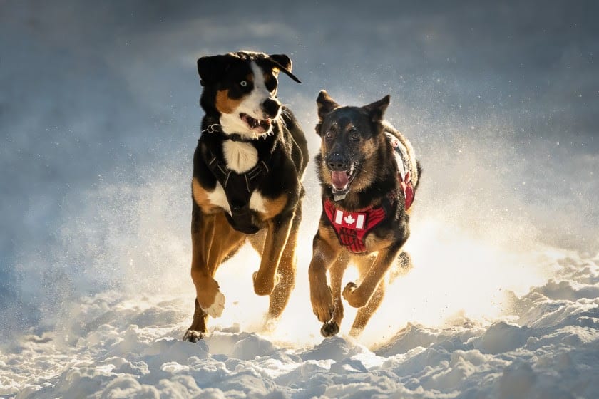 Pilot proposal for off-leash dog area near Port Moody city hall ...