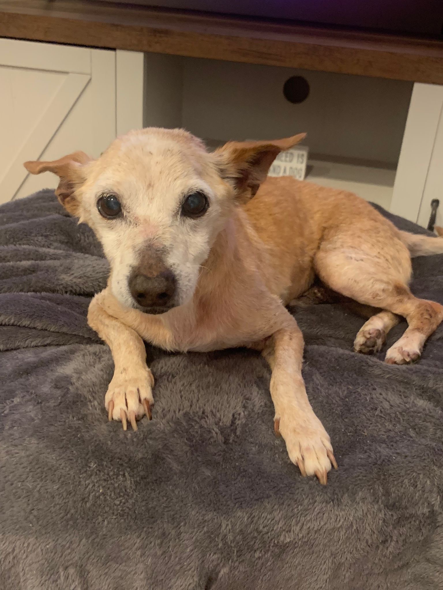 Local nonprofit helps dogs find their forever home – Tri-Cities Dispatch