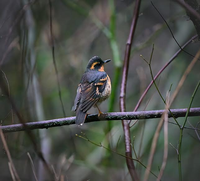 Bird population flat, but birder population may be growing – Tri-Cities ...